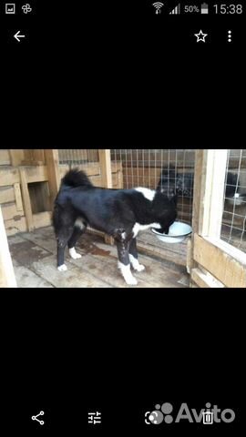 Русско европейская лайка