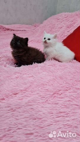 Котятки в добрую семью