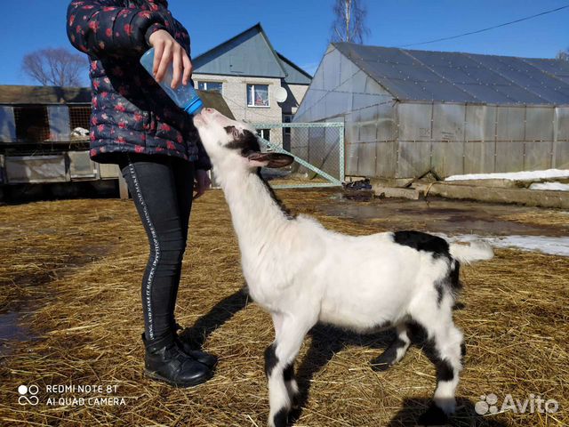 Козел альпийский