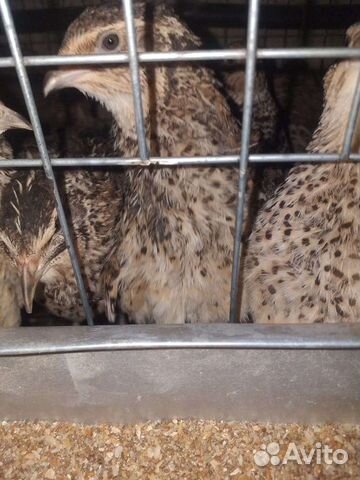 Семьи молодых перепелов по 26 штук