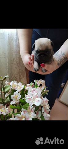 Мопсики пупсики (щенки) продаю г. Тула