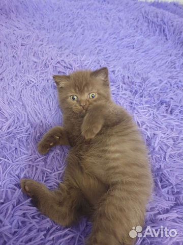 Шотландские котята