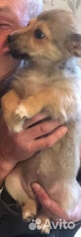 Потерялся щенок