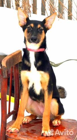 Собака в добрые руки