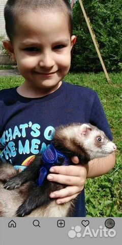 Хорек вязка