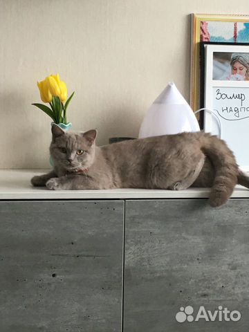 Британский кот на вязку