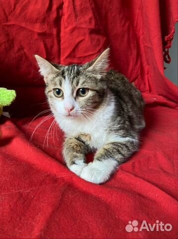 Маленький Леня в ответственные руки