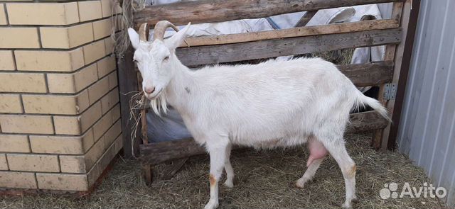 Коза чп зааненская с док