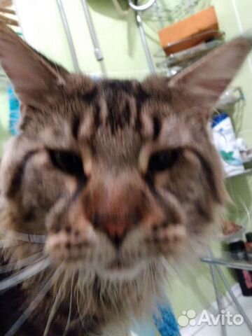 Мэй кун коты 1 месяц