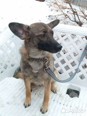 Ушастая маленькая собачка