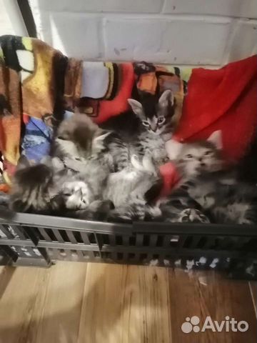 Всепородные котята)