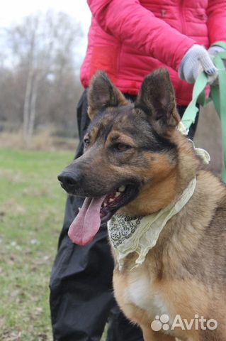 Собака из приюта ищет двуногих родителей