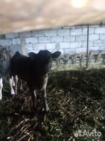 Бычок 2 месяца