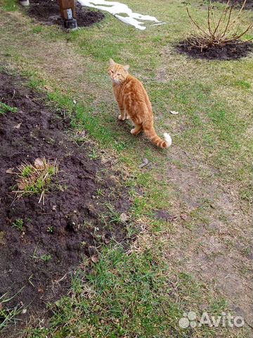 Кот Васька ждет хозяев