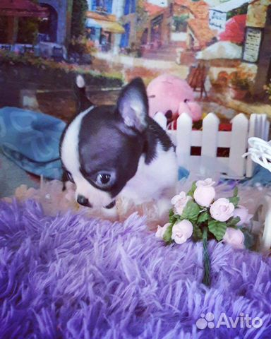 Микро малышка чихуахуа