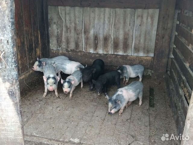 Вьетнамский вислобрюхий поросенок