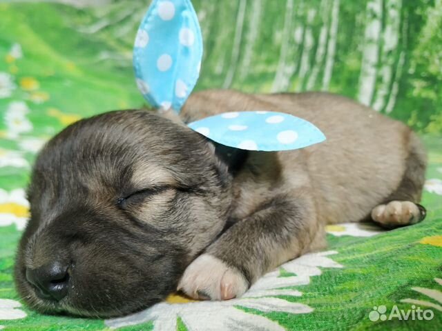 Мальчик в добрые руки