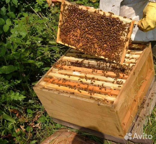 Пчелосемья системы "Рут"