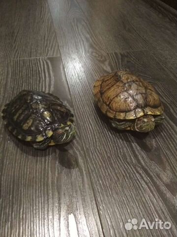 Красноухая черепаха с аквариумом бесплатно