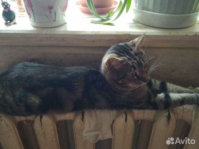 Кошки вязка бенгал
