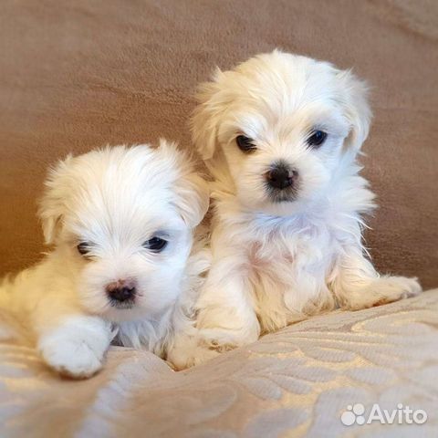 Мальтийская болонка