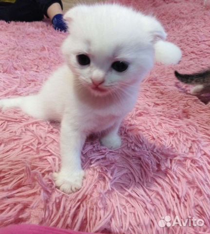 Кошки