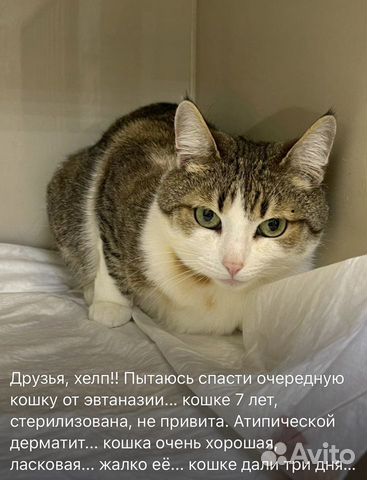 Спасите кошку от усыпления