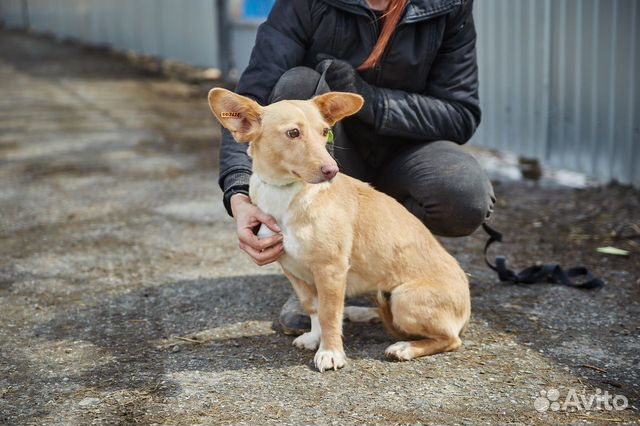 Ищет лучший дом небольшая собачка Памела