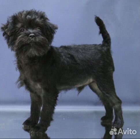 Щенок подросток аффенпинчера