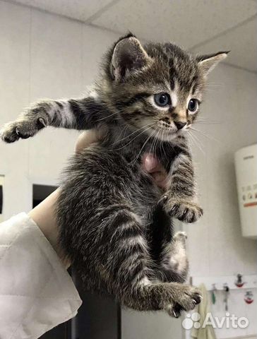 Котенок-девочка Лиза