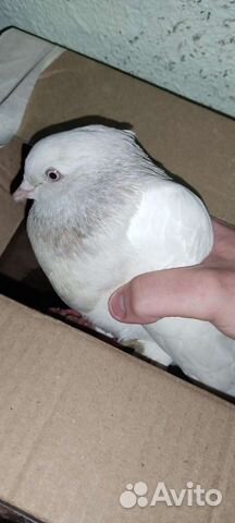Голубь породистый