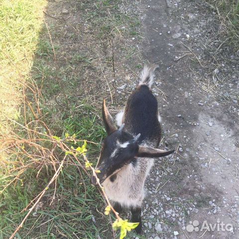 Коза молочная 2 месяца