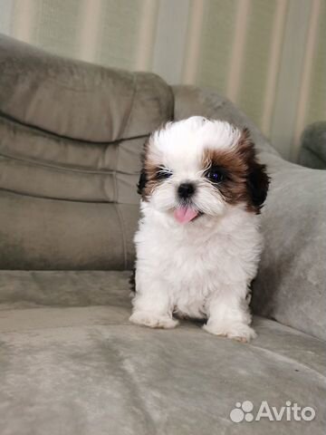 Ши-тцу великолепные