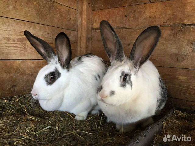 Крольчихи молодые под покрытие