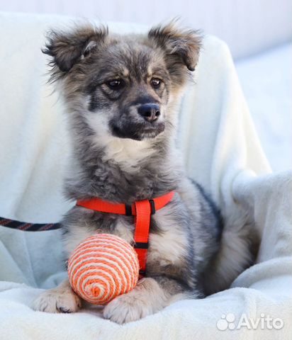 Щенок болгарской овчарки мальчик 6 мес