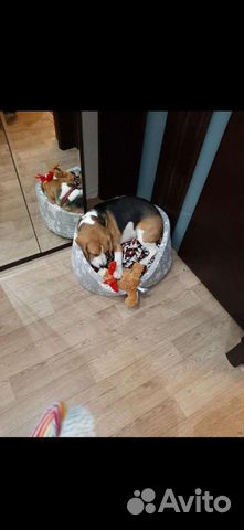 Бигль 2 года