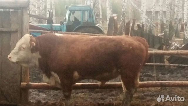 Быки герефорд