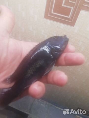 Цихлиды василек