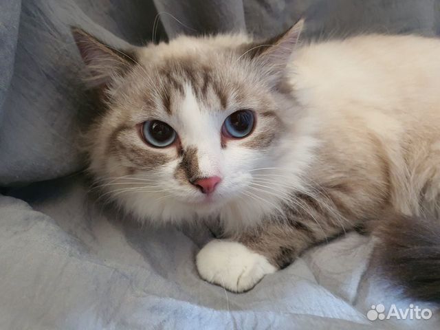 Голубоглазая красавица кошечка Сима, 1 год