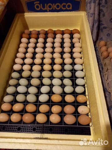 Инкубационное яйцо