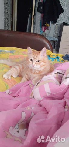 Рыжий котик ищет хороших хозяев