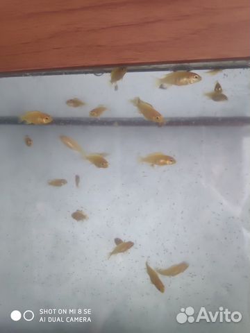 Продам рыбок