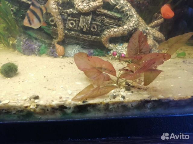 Нимфея красная обмен