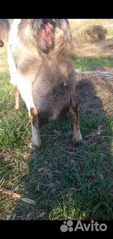 Коза нубийская дойная