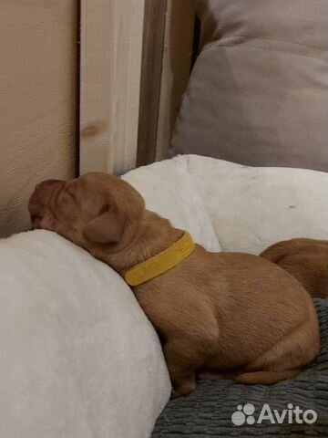 Венгерская выжла