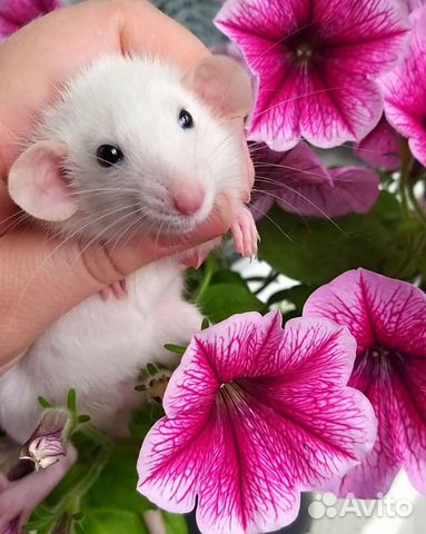 Крысята дамбо,шикарные девчонки