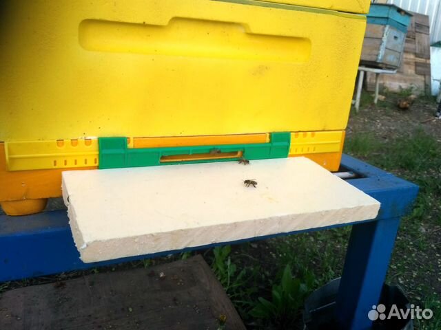 Пчелосемья