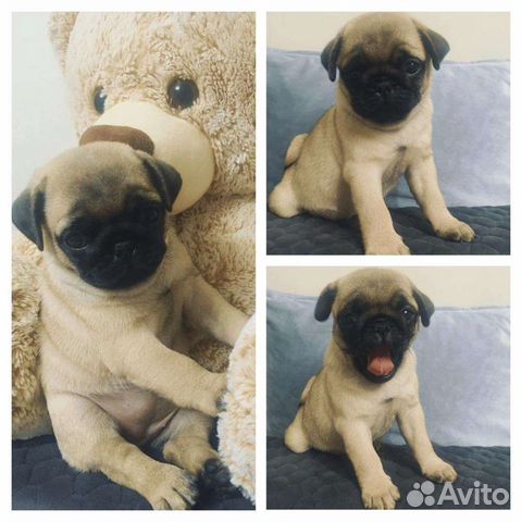 Щенки мопса