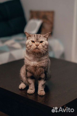 Британский кот вязка
