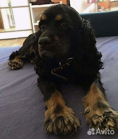 Кокер спаниель американский
